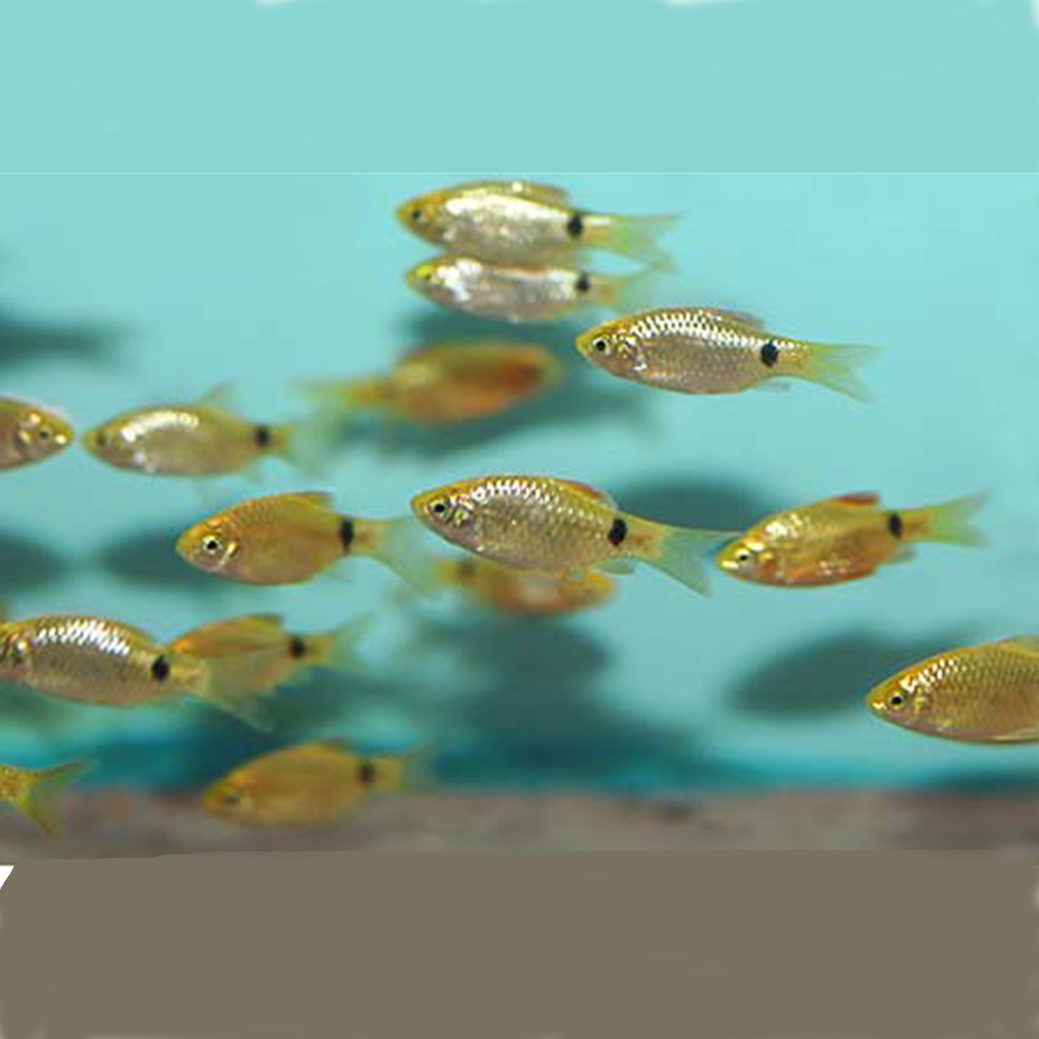 Medaka Oryzias latipes delivered to your door