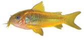 Freshwater Aquarium Fish Online | LiveFish