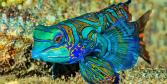 Marine Aquarium Fish | Saltwater Fish Online | LiveFish