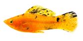 Freshwater Aquarium Fish Online | LiveFish
