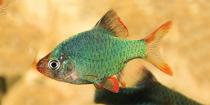 Freshwater Aquarium Fish Online | LiveFish