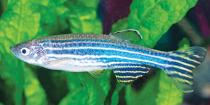 Freshwater Aquarium Fish Online | LiveFish