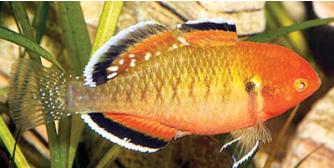 Freshwater Aquarium Fish Online | LiveFish