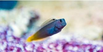 Marine Aquarium Fish | Saltwater Fish Online | LiveFish