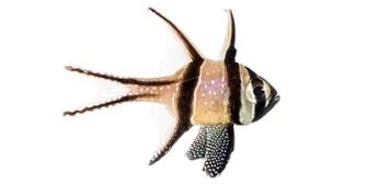 Marine Aquarium Fish | Saltwater Fish Online | LiveFish