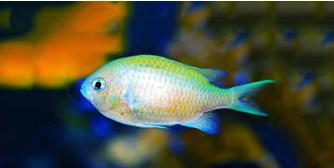 Marine Aquarium Fish | Saltwater Fish Online | LiveFish