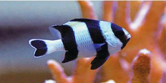 Marine Aquarium Fish | Saltwater Fish Online | LiveFish
