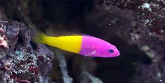 Marine Aquarium Fish | Saltwater Fish Online | LiveFish