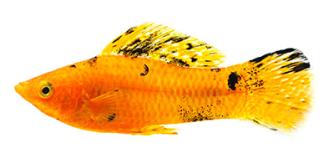 Freshwater Aquarium Fish Online | LiveFish