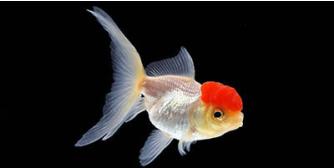 Goldfish for Sale | LiveFish