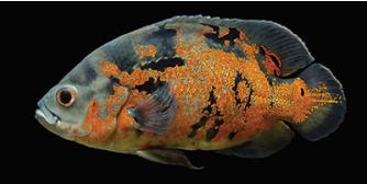 Freshwater Aquarium Fish