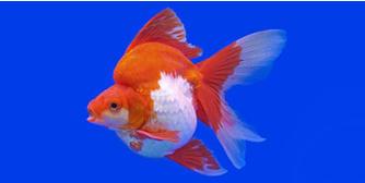Goldfish for Sale | LiveFish