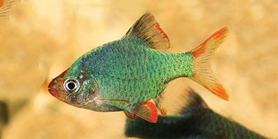 Freshwater Aquarium Fish Online | LiveFish