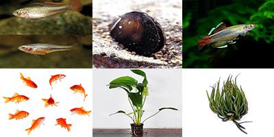 Freshwater Aquarium Fish Online | LiveFish
