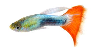 Freshwater Aquarium Fish Online | LiveFish