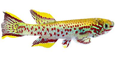 Freshwater Aquarium Fish Online | LiveFish
