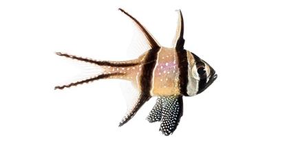 Marine Aquarium Fish | Saltwater Fish Online | LiveFish