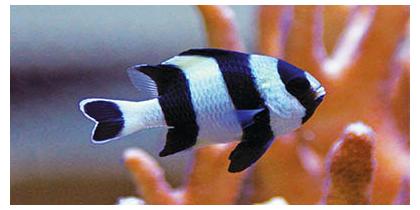 Marine Aquarium Fish | Saltwater Fish Online | LiveFish