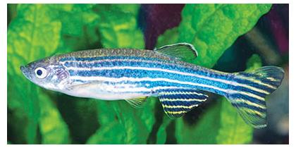 Freshwater Aquarium Fish Online | LiveFish