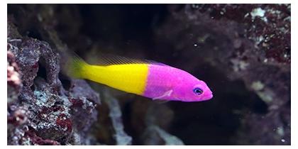 Marine Aquarium Fish | Saltwater Fish Online | LiveFish