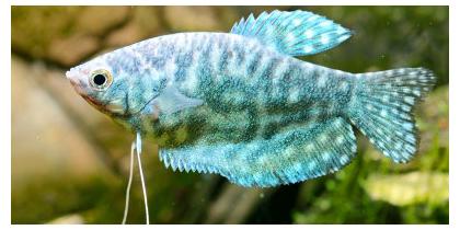 Freshwater Aquarium Fish Online | LiveFish