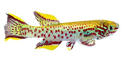 Freshwater Aquarium Fish Online | LiveFish