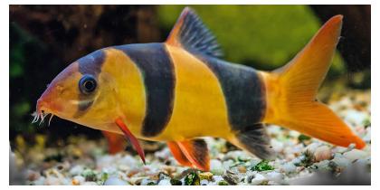 Freshwater Aquarium Fish Online | LiveFish
