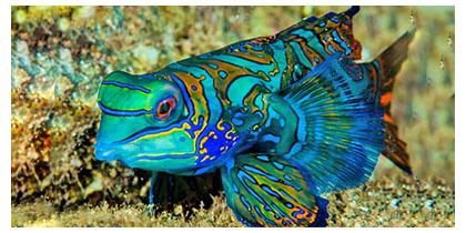 Marine Aquarium Fish | Saltwater Fish Online | LiveFish