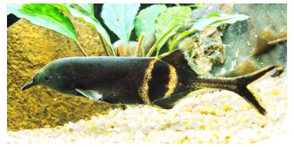 Freshwater Aquarium Fish Online | LiveFish