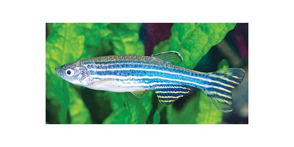 Freshwater Aquarium Fish