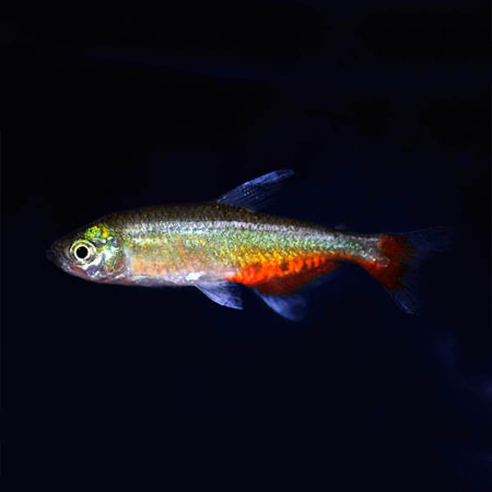 Rathbuni's Bloodfin Tetra 3.5cm "Delivered to your door in Australia''