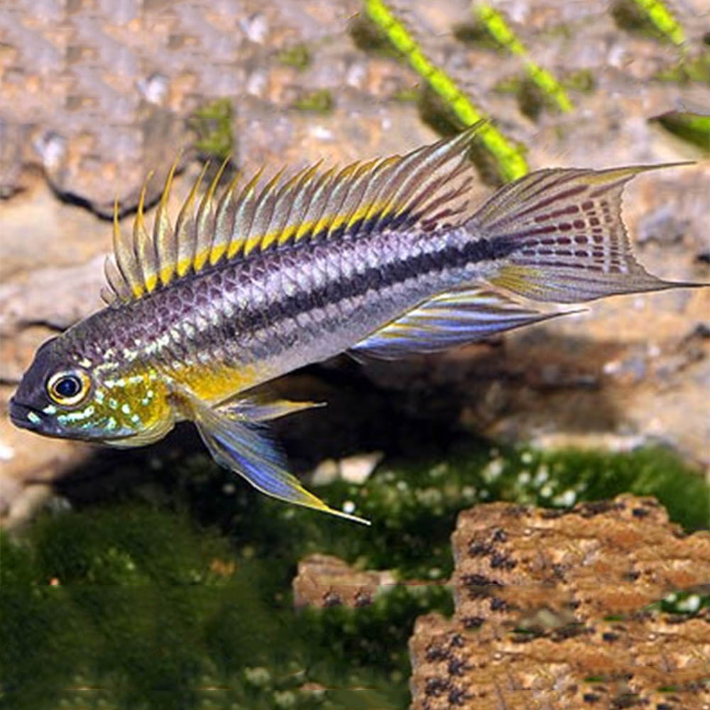 Apistogramma Bitaeniata 3.5cm delivered to your door in Australia