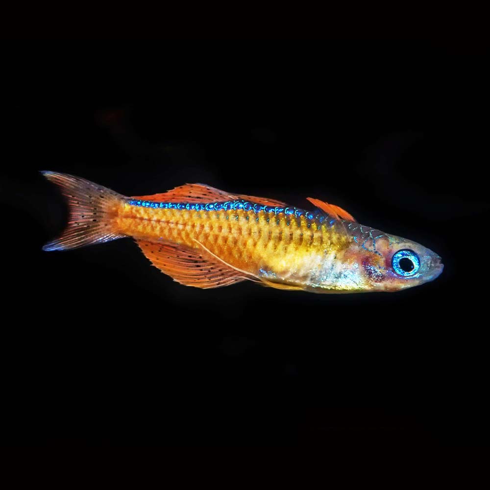 Blue Eye Red Neon N.G 2.5cm "Delivered to your door in Australia''
