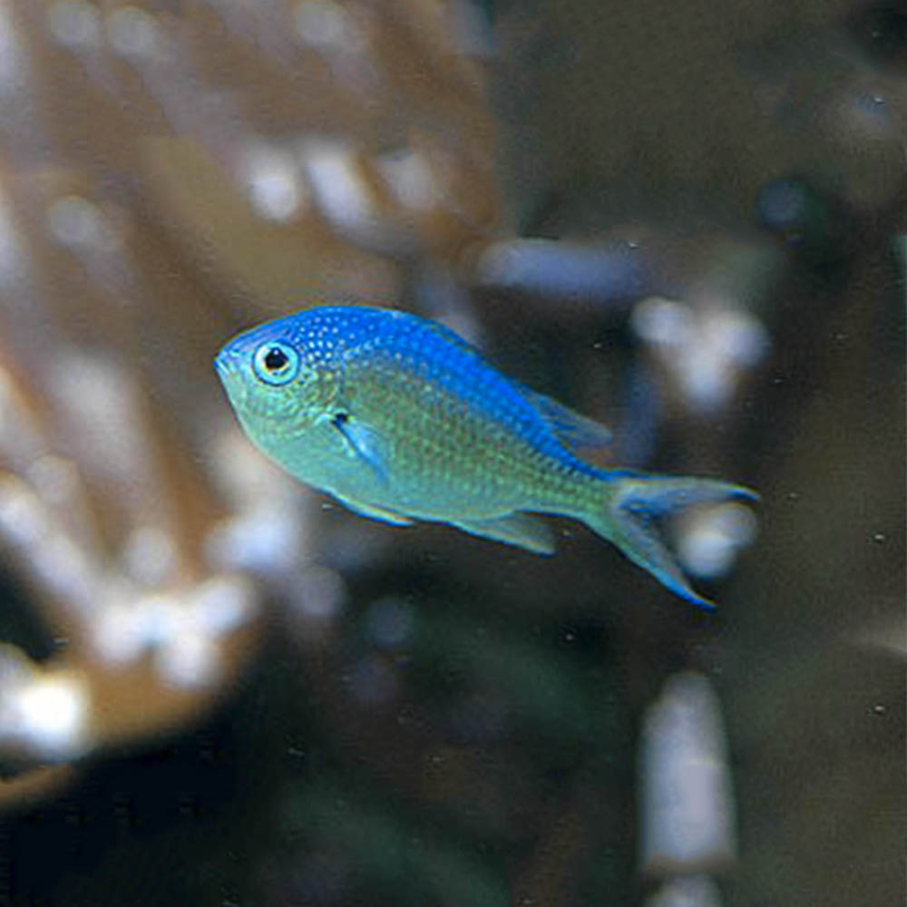 Blue-Green Chromis MED "Delivered to your door in Australia''