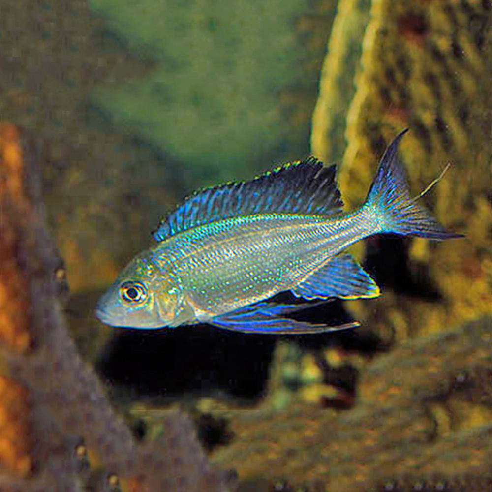 Cyathopharynx Furcifer delivered to your door in Australia