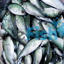 200 x Jade Perch 3cm "Delivered to your door in Australia''