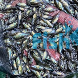 200 x Silver Perch 4cm "Delivered to your door in Australia''