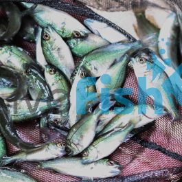 25 x Jade Perch 3cm "Delivered to your door in Australia''