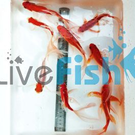 4x Assorted Comets 20cm "Delivered to your door in Australia''