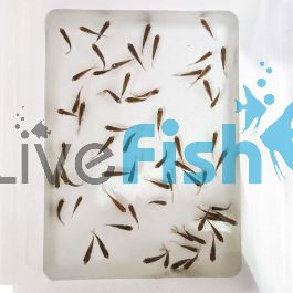 60 x Feeder Goldfish (4-5cm) "Delivered to your door in Australia''