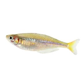 75x Praecox Rainbow 2-3cm | Fast Delivery Australia-wide