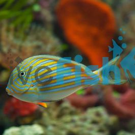 Tang Clown - Lined Surgeon Fish "Delivered to your door in Australia''