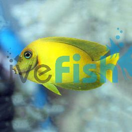 Tang Yellow Mimic - Wild MED "Delivered to your door in Australia''