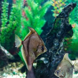 Mono Sebae - Brackish 3cm "Delivered to your door in Australia''