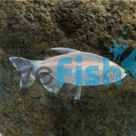 Congo Tetra Albino 4cm "Delivered to your door in Australia''