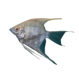 Albino Red Eye Angelfish 6cm "Delivered to your door in Australia''