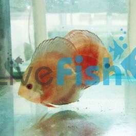 Red Alenquer Discus 5cm "Delivered to your door in Australia''