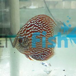Altum Flora Discus 9cm "Delivered to your door in Australia''