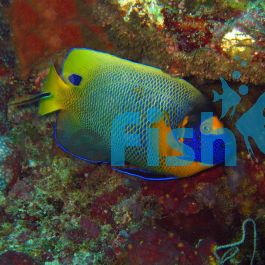 blueface angelfish predators