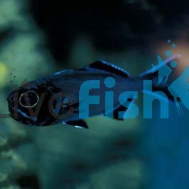 Flashlight Fish MED